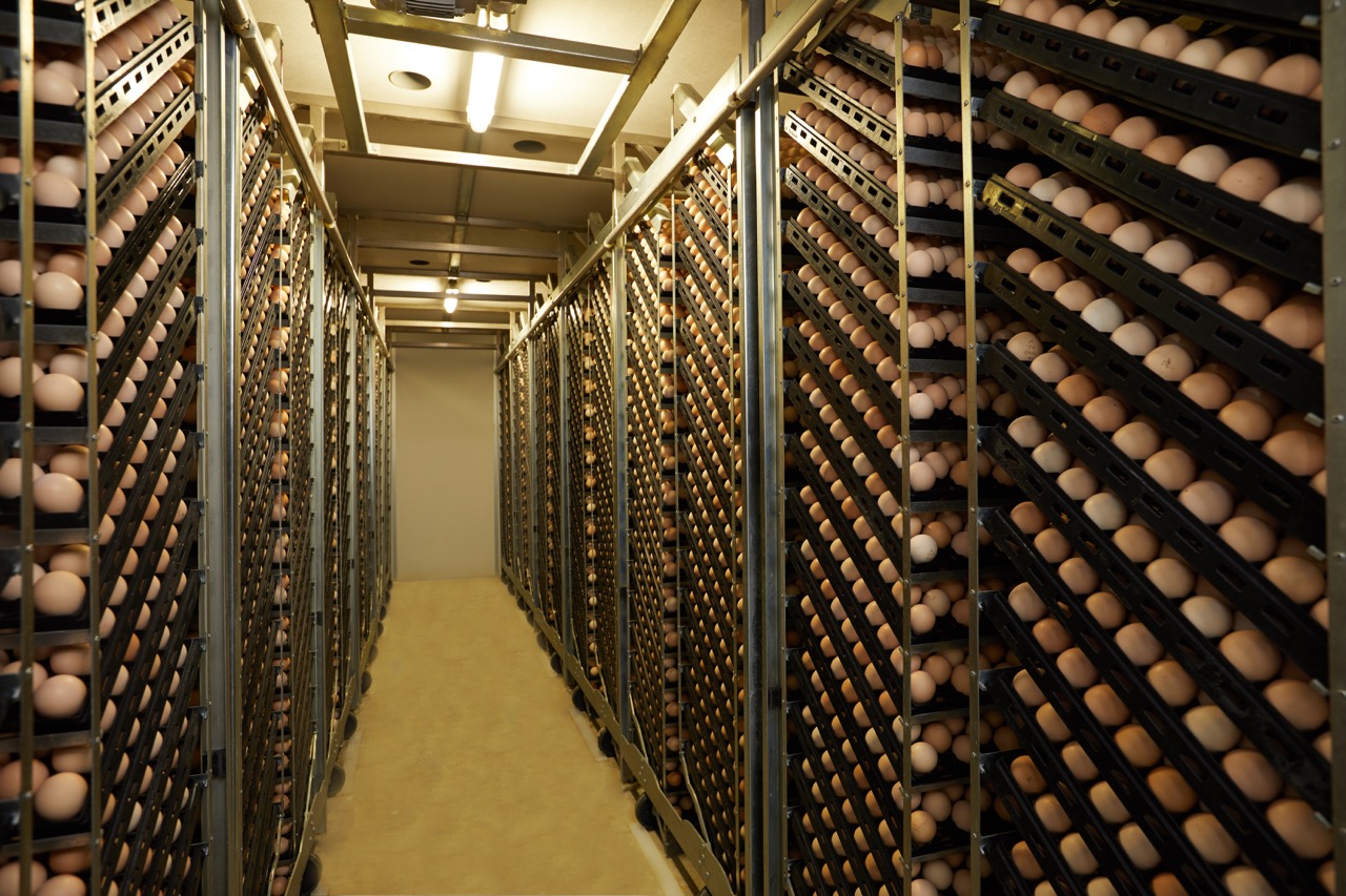 Hatchery — PT Widodo Makmur Unggas Tbk